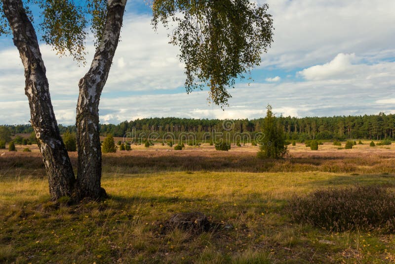 Charneca De Lueneburg No Autum Foto de Stock - Imagem de cenas, feriado ...
