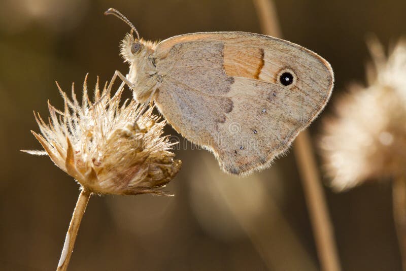 Charneca Pequena (pamphilus De Coenonympha) Imagem de Stock - Imagem de ...