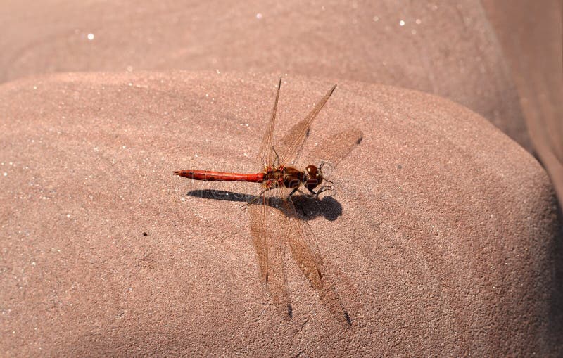 Charneca vermelha imagem de stock. Imagem de netherlands - 40367377