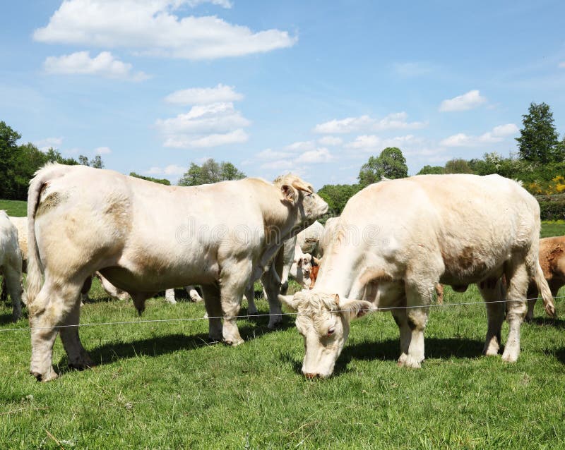 Charolês Bull e vaca imagem de stock. Imagem de metano - 21064797