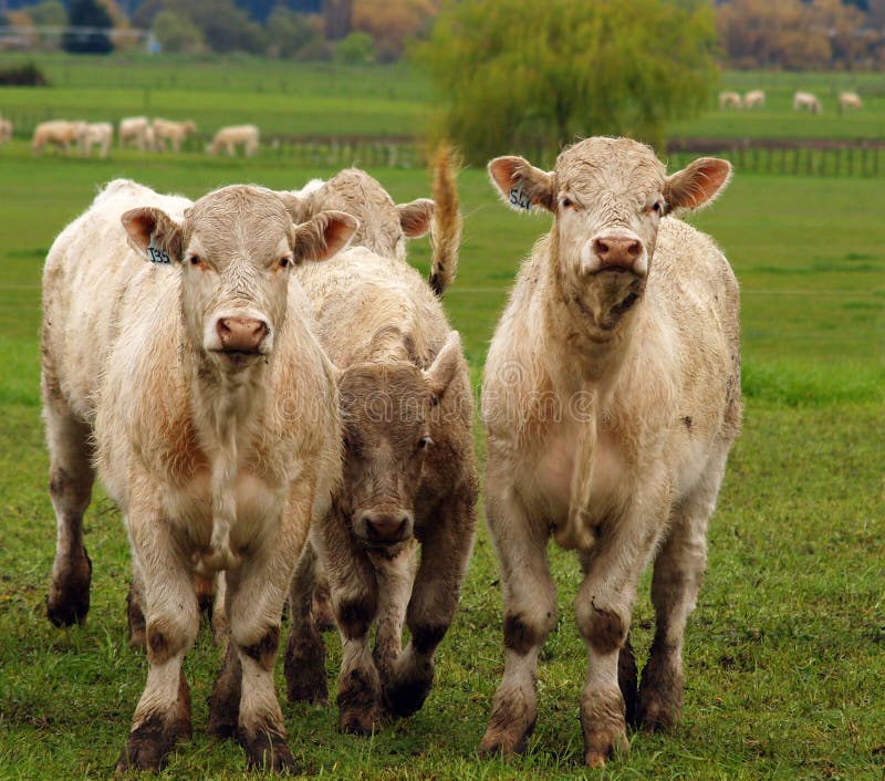 Vaca do charolês foto de stock. Imagem de calmo, livestock - 26721622
