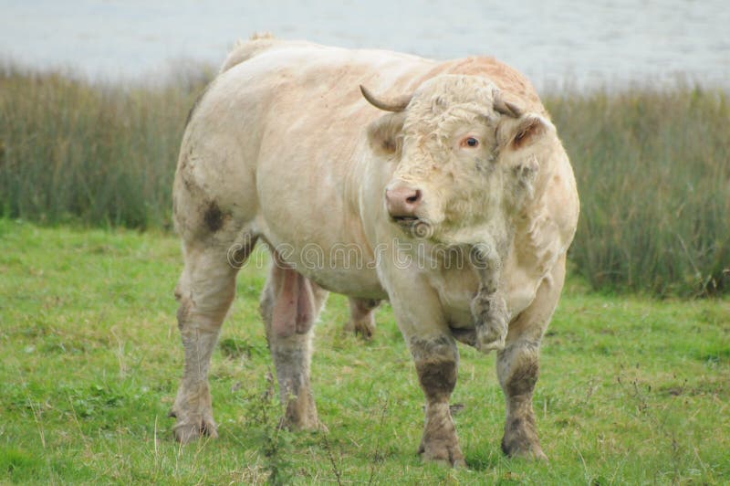 Charolais Bull/Charolles Bull Imagen de archivo - Imagen de fondo ...