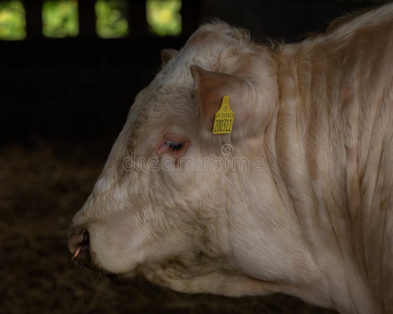 Charolais bull`s eye stock photo. Image of field, head - 146075442