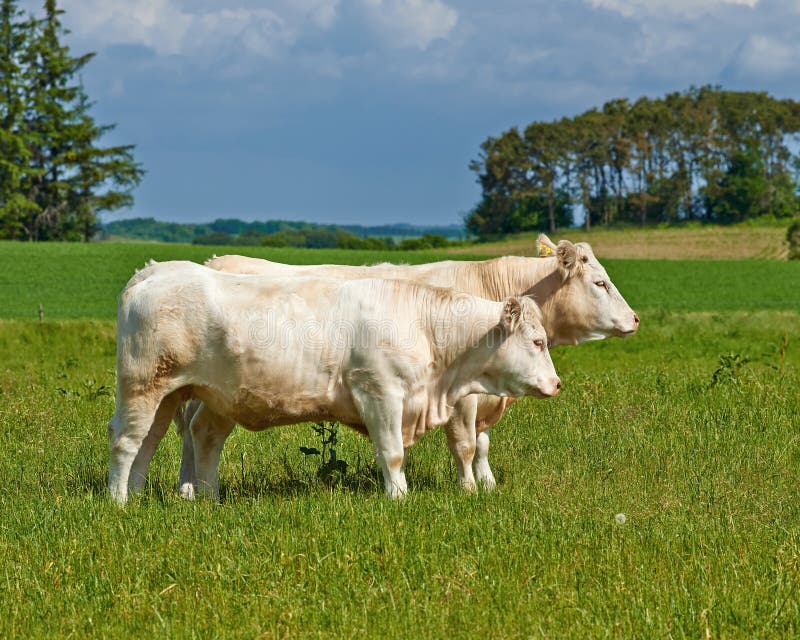 Charolais Cattle. a Herd of Charolais Cattle Grazing in a Pasture in ...