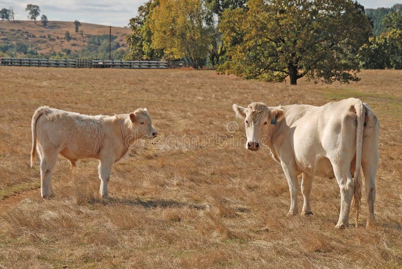 Charolais Cow Calf stock image. Image of curiosity, animal - 25637329