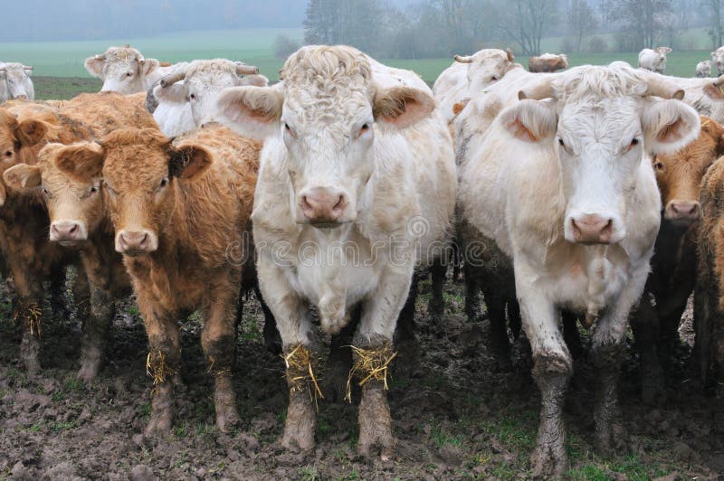 Charolais Cows with Their Calves Stock Image - Image of white, calves ...