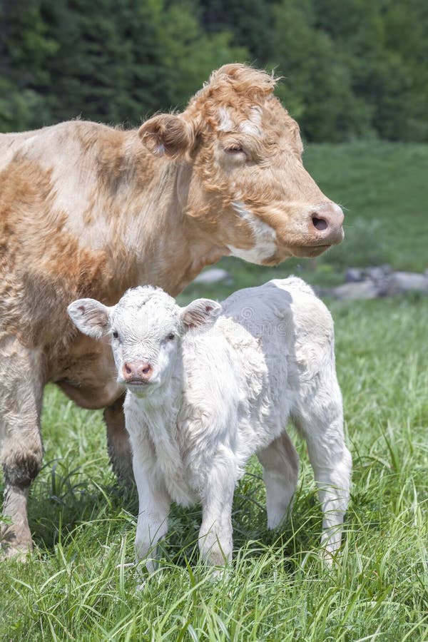 Mother Cow with a Baby Calf in a Field. Stock Image - Image of calf ...