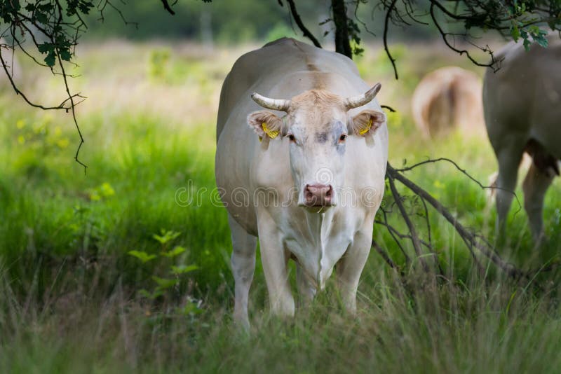 Adult Charolise Stock Photos - Free & Royalty-Free Stock Photos from ...