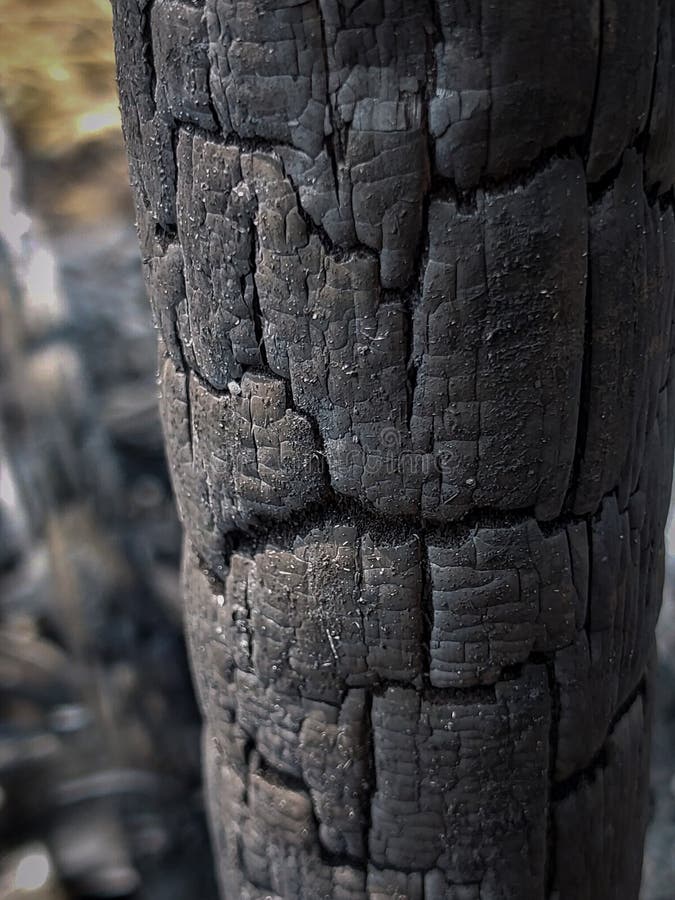 Charred Bamboo Tree Texture and Detail Stock Photo - Image of bamboo ...