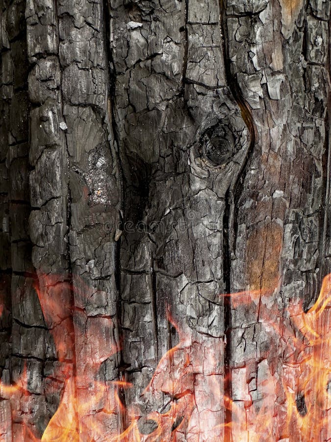 Charred Bark of Pine. Forest after a Devastating Fire Stock Photo ...