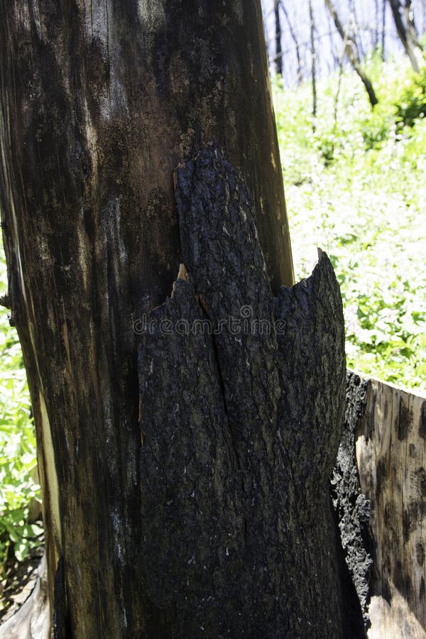 Charred Black Tree Trunks, Wildfire Remains Stock Image - Image of ...