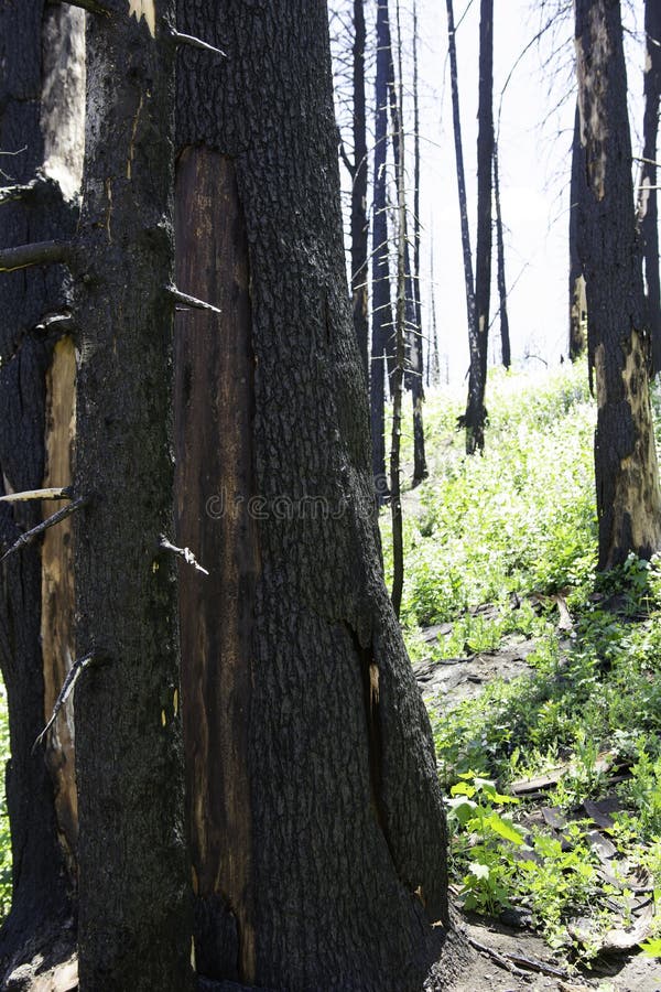 Charred Black Tree Trunks, Wildfire Remains Stock Photo - Image of ...