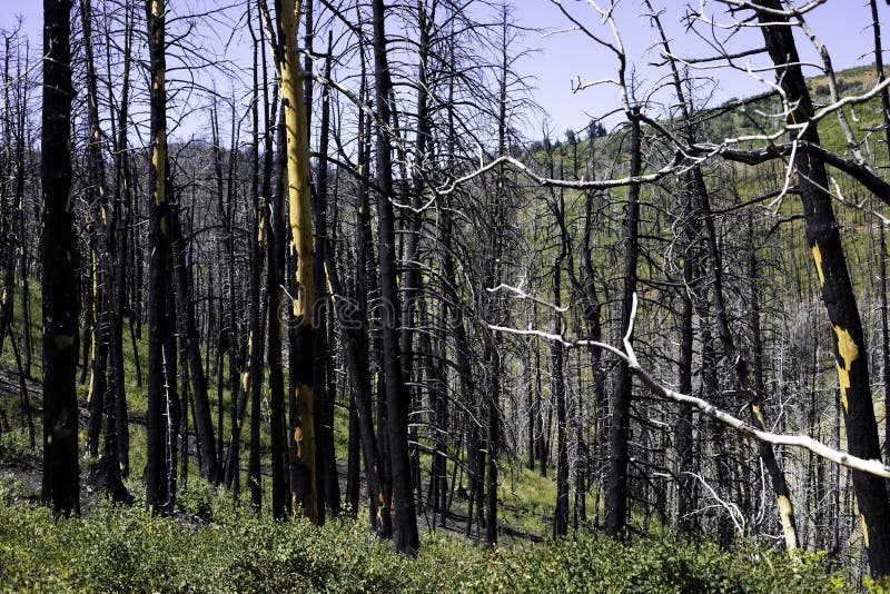 Charred Black Tree Trunks, Wildfire Remains Stock Image - Image of ...