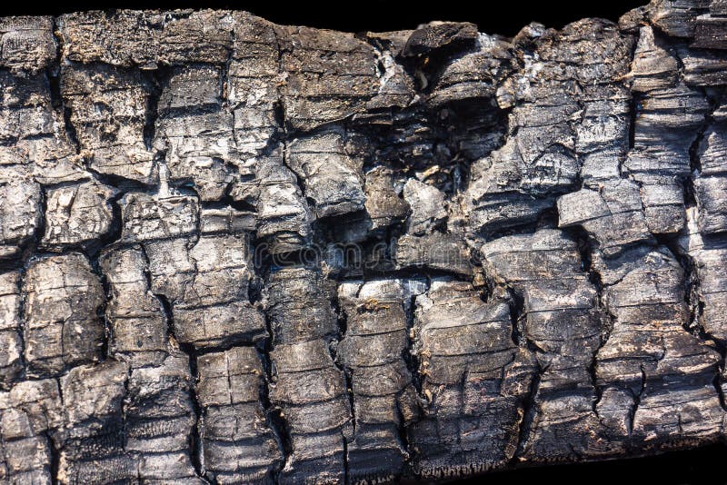 Charred Burned Tree Wood stock image. Image of loss - 150352187