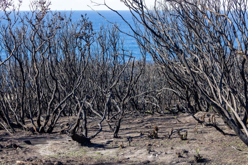 Charred bush post fire stock photo. Image of bush, australia - 223469164