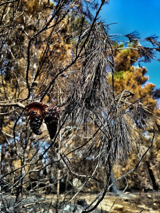 Charred Cones on a Tree after a Fire Stock Image - Image of cones, tree ...