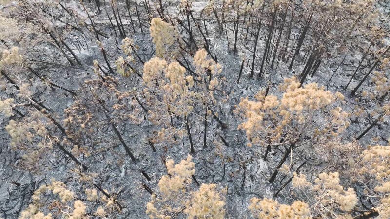 Charred Dead Vegetation Burnt Down after Wildfire Destroyed Florida ...