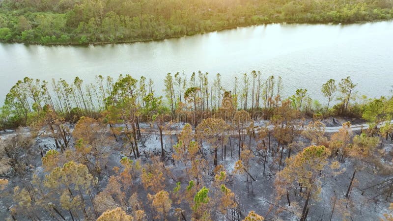 Charred Dead Vegetation Burnt Down after Wildfire Destroyed Florida ...