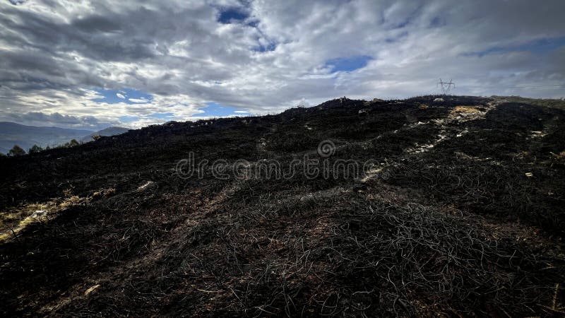 Burnt Forest Ground after Wildfire Stock Photo - Image of hazard ...