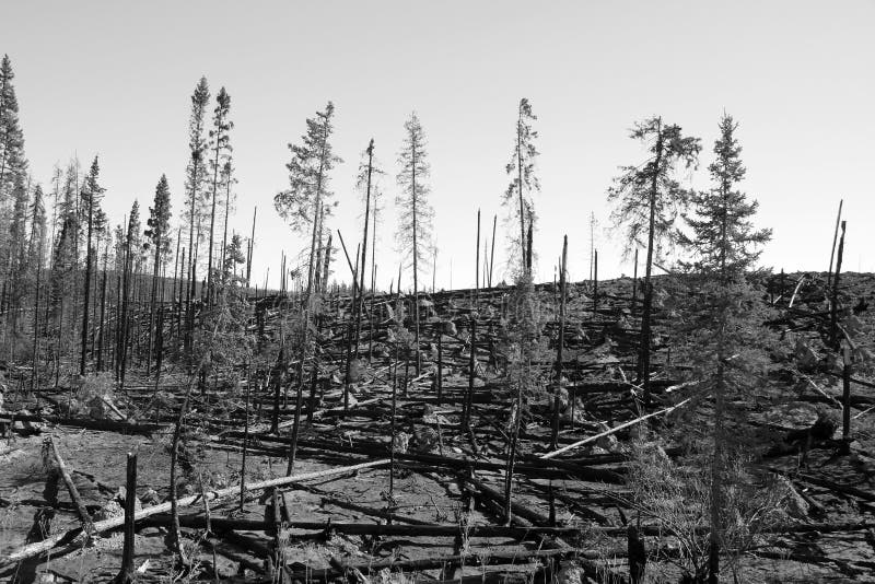 Charred Forest stock image. Image of nature, yellow, fires - 16210417