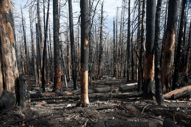 Charred forest stock photo. Image of wood, blackened - 16400710