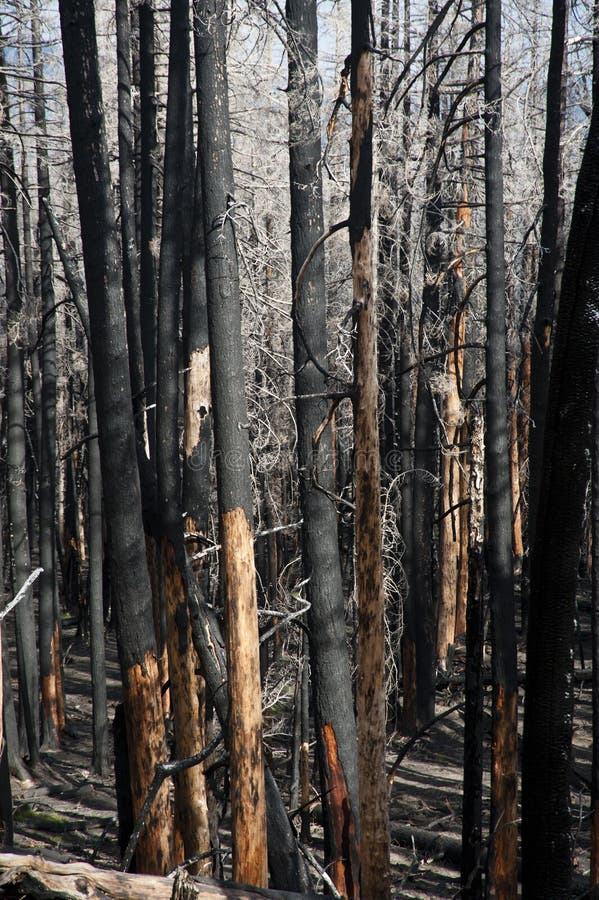 Charred forest stock image. Image of blackened, burn - 71543723