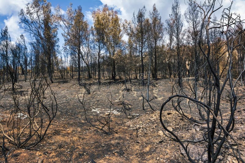Charred Forest Landscape after Penteli Fire Stock Image - Image of ...