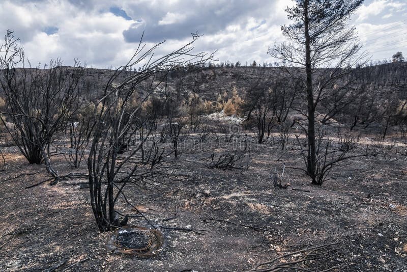Charred Forest Landscape after Penteli Fire Stock Image - Image of ...