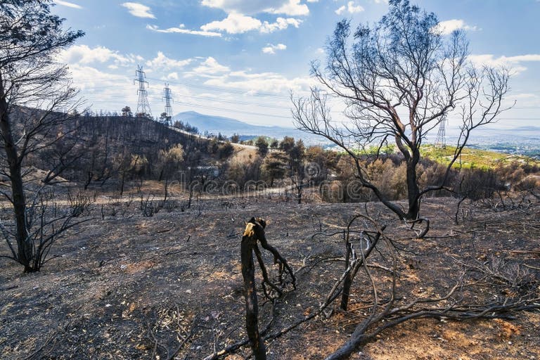 Charred Forest Landscape after Penteli Fire Stock Image - Image of ...