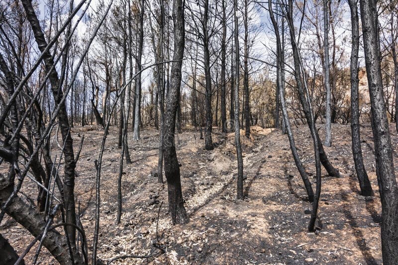 Charred Forest Landscape after Penteli Fire Stock Photo - Image of ...