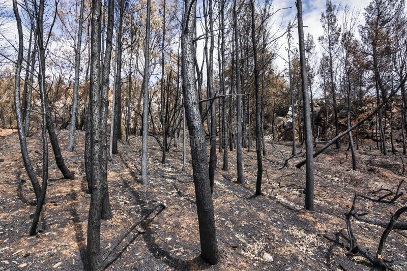 Charred Forest Landscape after Penteli Fire Stock Photo - Image of ...