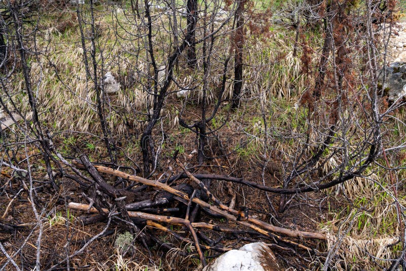 Charred Forest Underbrush in Wild Natural Setting Stock Photo - Image ...