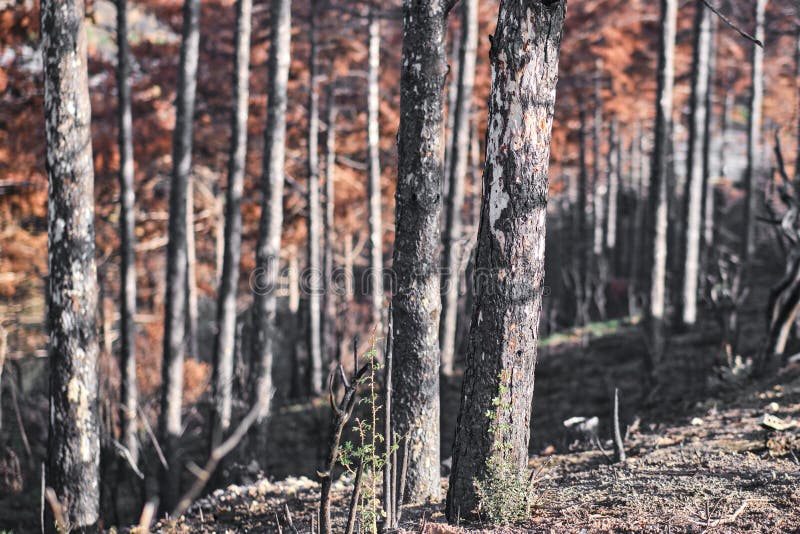 Charred Forest after Wildfire in Legarda Stock Image - Image of ...