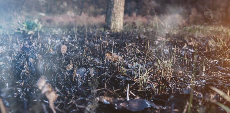 Charred Grass and Leaves after a Forest Fire. Burned Soil, Close Up ...