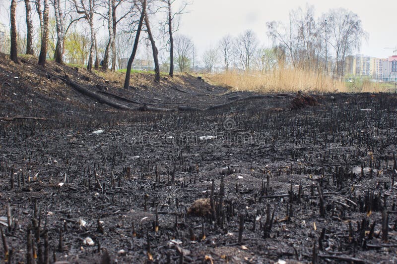 Charred Landscape after Forest Fire Stock Photo - Image of outdoor ...