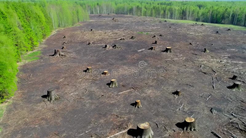 Deforestation Consequences: Tree Stumps Covering Burned Field Stock ...