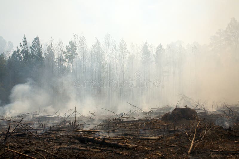 Charred Landscape and Smoke from a Prescribed Fire Stock Image - Image ...