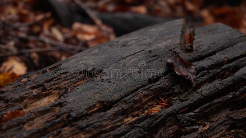 A Charred Log Amidst a Backdrop of Fallen Leaves. Stock Footage - Video ...