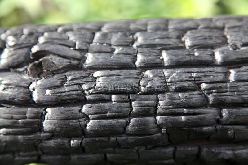 Charred Log after a Forest Fire Stock Image - Image of forest, charring ...
