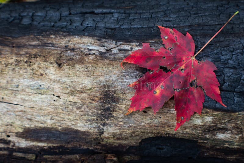 Charred Log from Forest Fire with Red Leaf and Space for Text, Stock ...