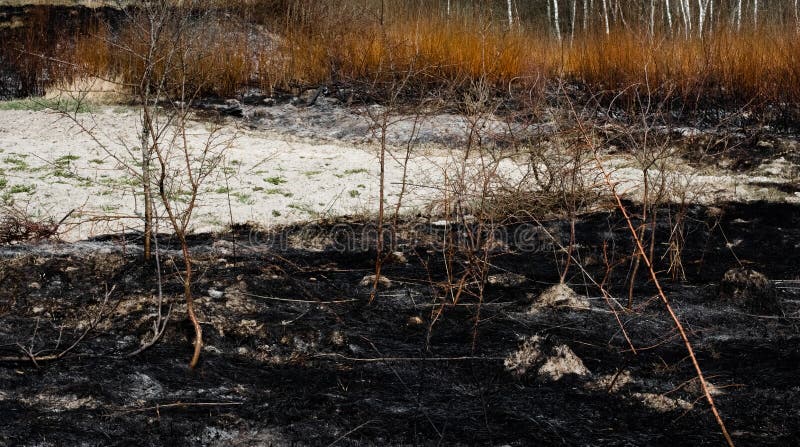 Spring fire in the skies stock photo. Image of trees - 110794950