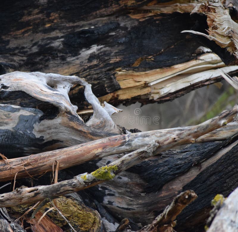 Charred Remains after a Lightning Strike Stock Photo - Image of burnt ...