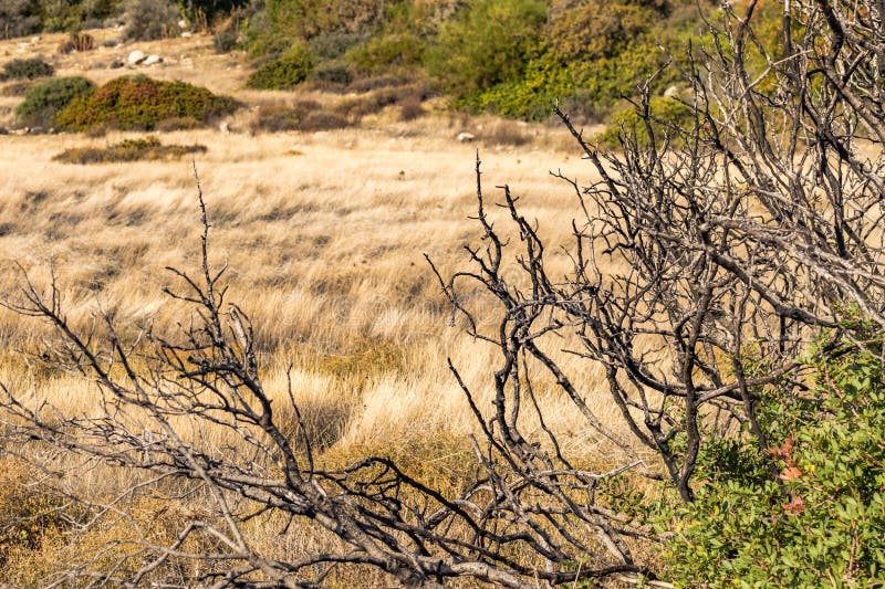 Charred Remnants: Aftermath of a Forest Fire in the Mountains of Cyprus ...