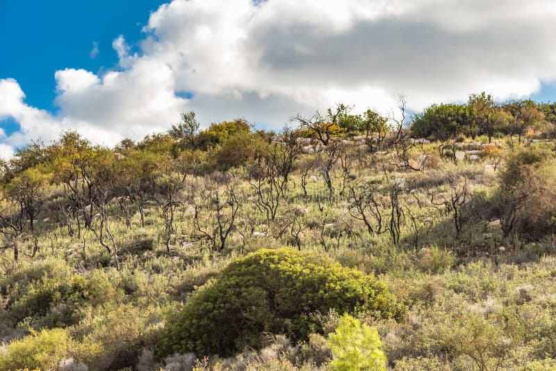 Charred Remnants: Aftermath of a Forest Fire in the Mountains of Cyprus ...