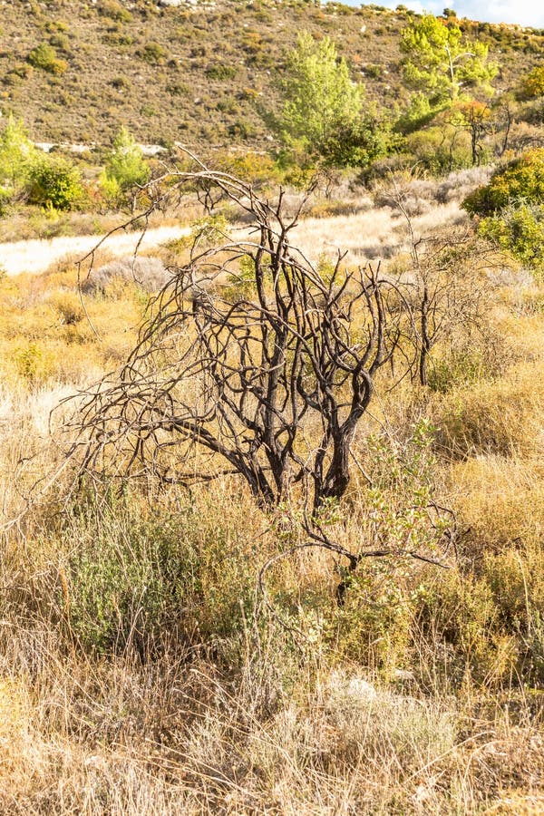 Charred Remnants: Aftermath of a Forest Fire in the Mountains of Cyprus ...
