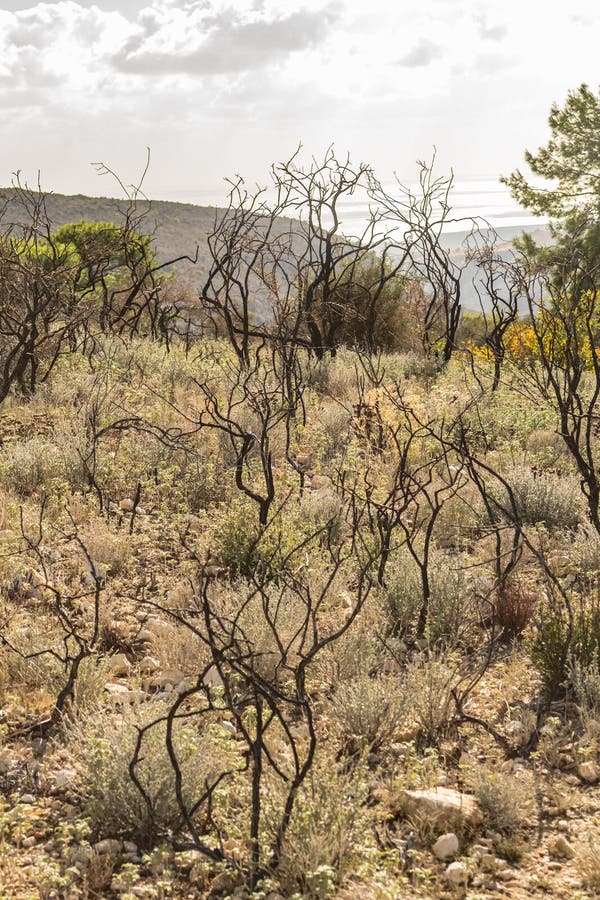 Charred Remnants: Aftermath of a Forest Fire in the Mountains of Cyprus ...