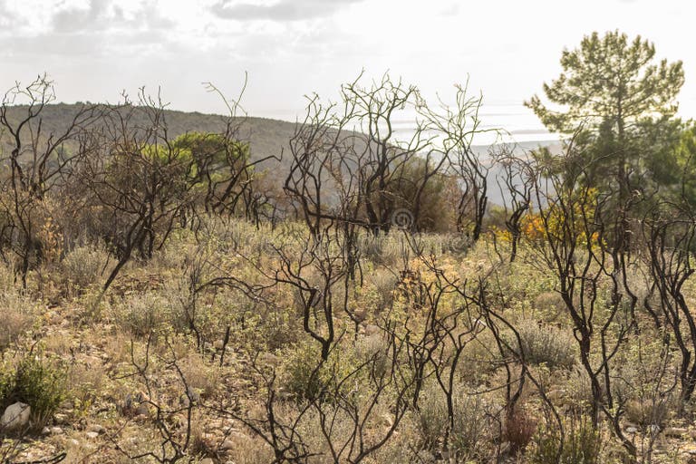 Charred Remnants: Aftermath of a Forest Fire in the Mountains of Cyprus ...