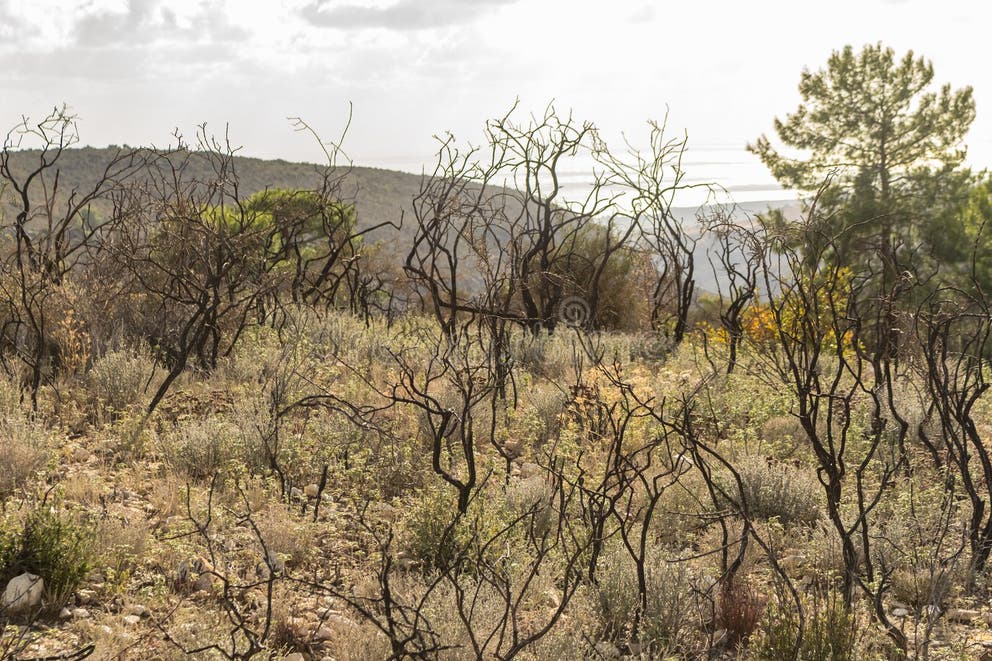 Charred Remnants: Aftermath of a Forest Fire in the Mountains of Cyprus ...
