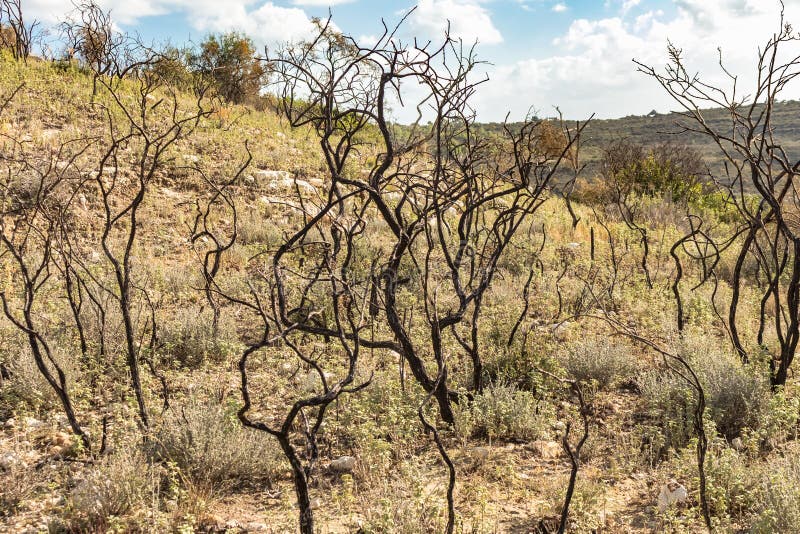 Charred Remnants: Aftermath of a Forest Fire in the Mountains of Cyprus ...