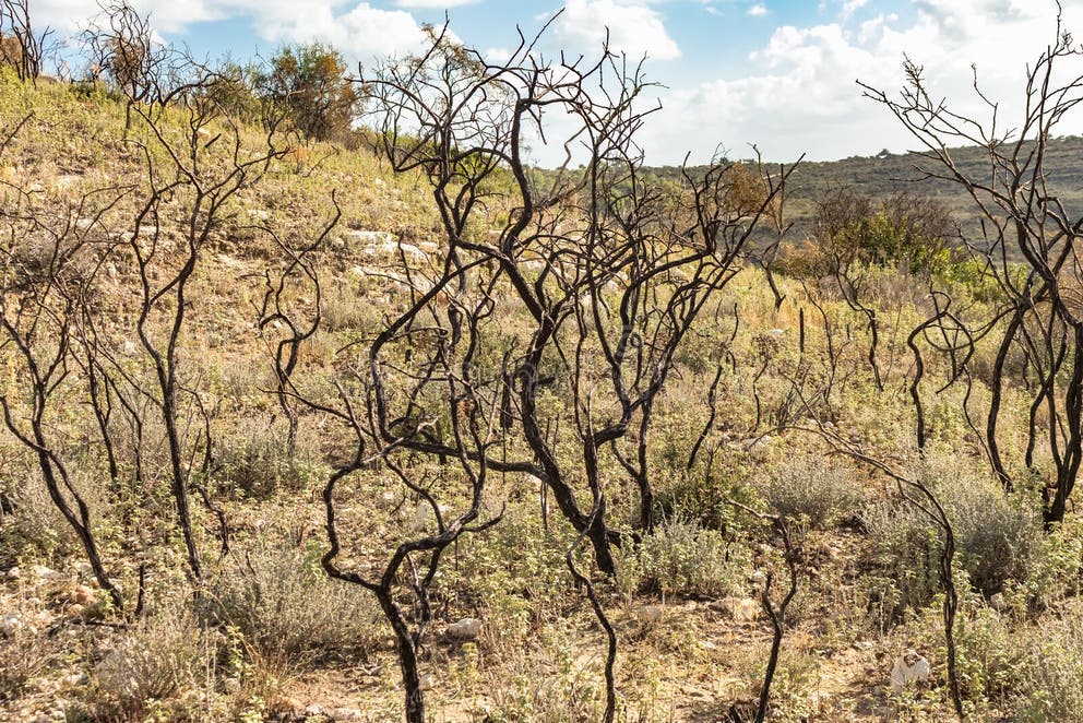 Charred Remnants: Aftermath of a Forest Fire in the Mountains of Cyprus ...